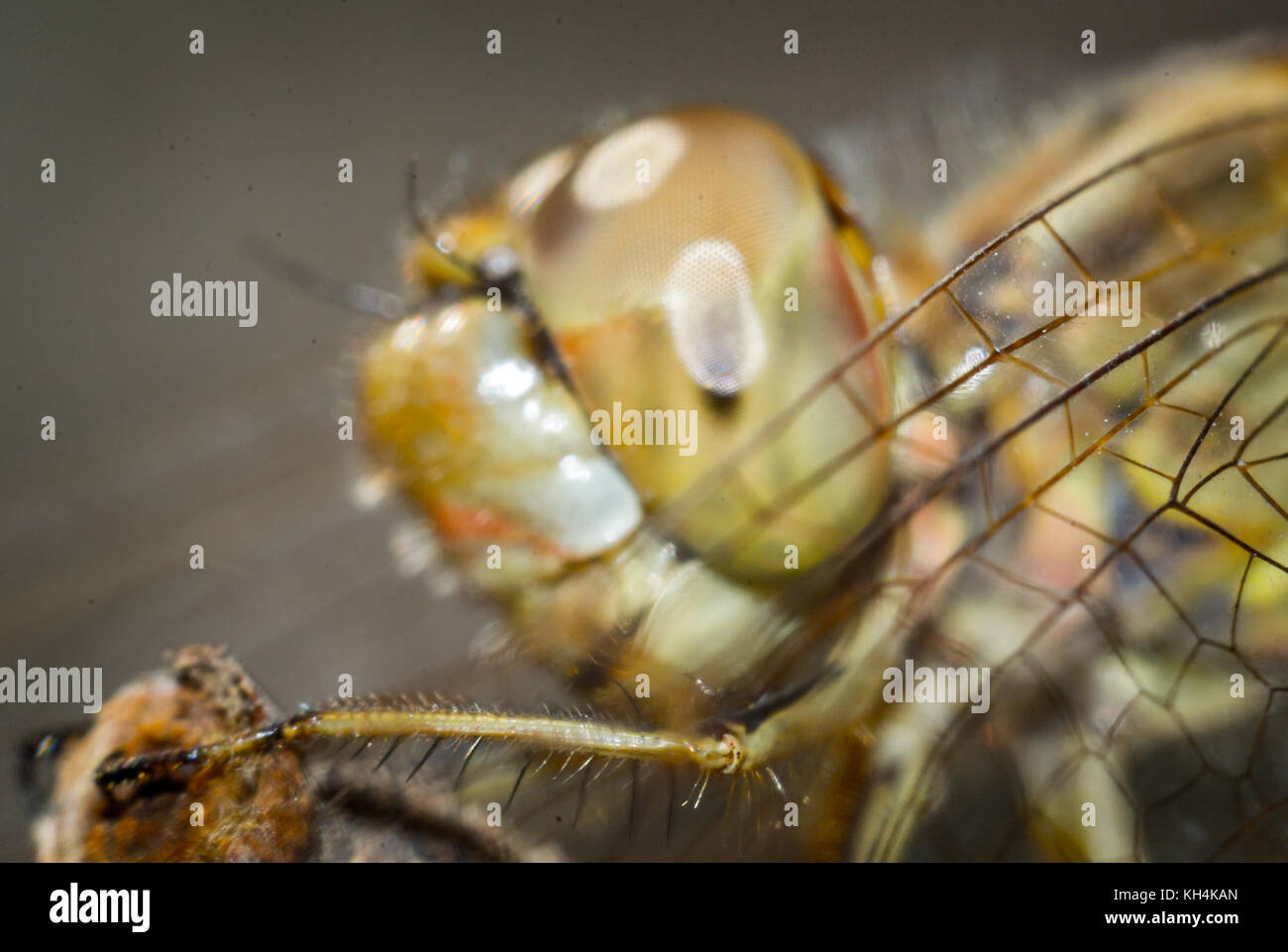 Head of dragonfly Stock Photo - Alamy