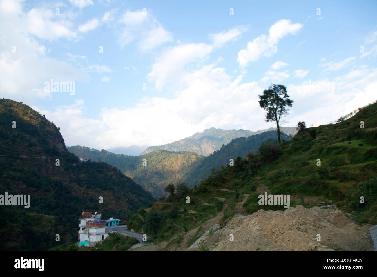 Single Tree Alone, Himalaya, Uttrakhand, India, (Photo Copyright © Saji ...