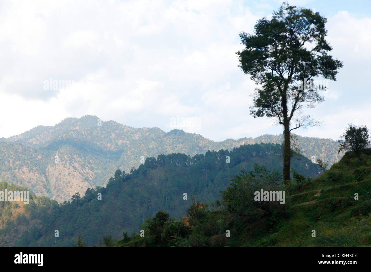 Uttrakhand tree hi-res stock photography and images - Alamy