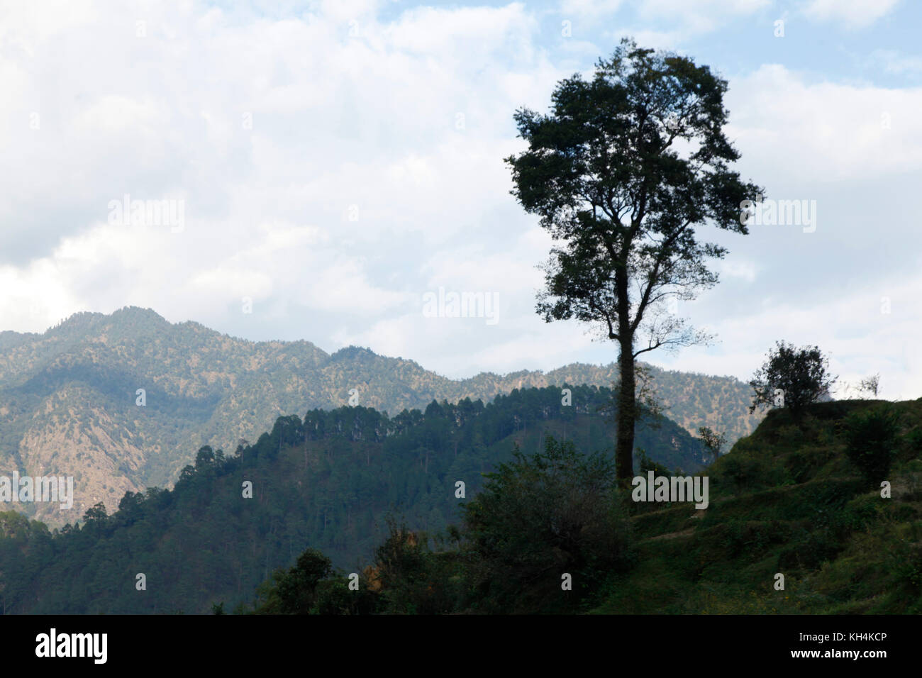 Single Tree Alone, Himalaya, Uttrakhand, India, (Photo Copyright © Saji ...