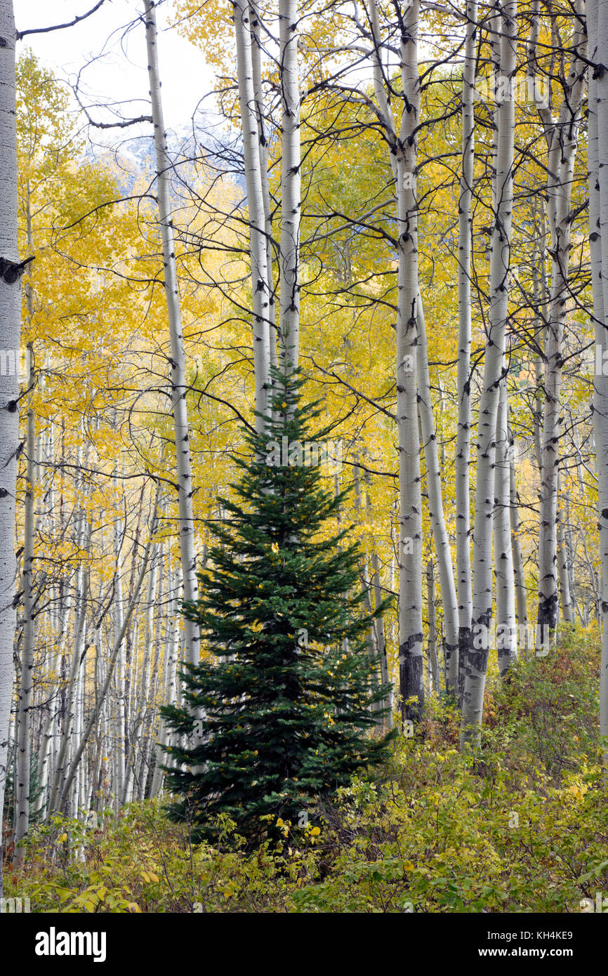 Aspen tree leaves turn autumn hi-res stock photography and images - Alamy