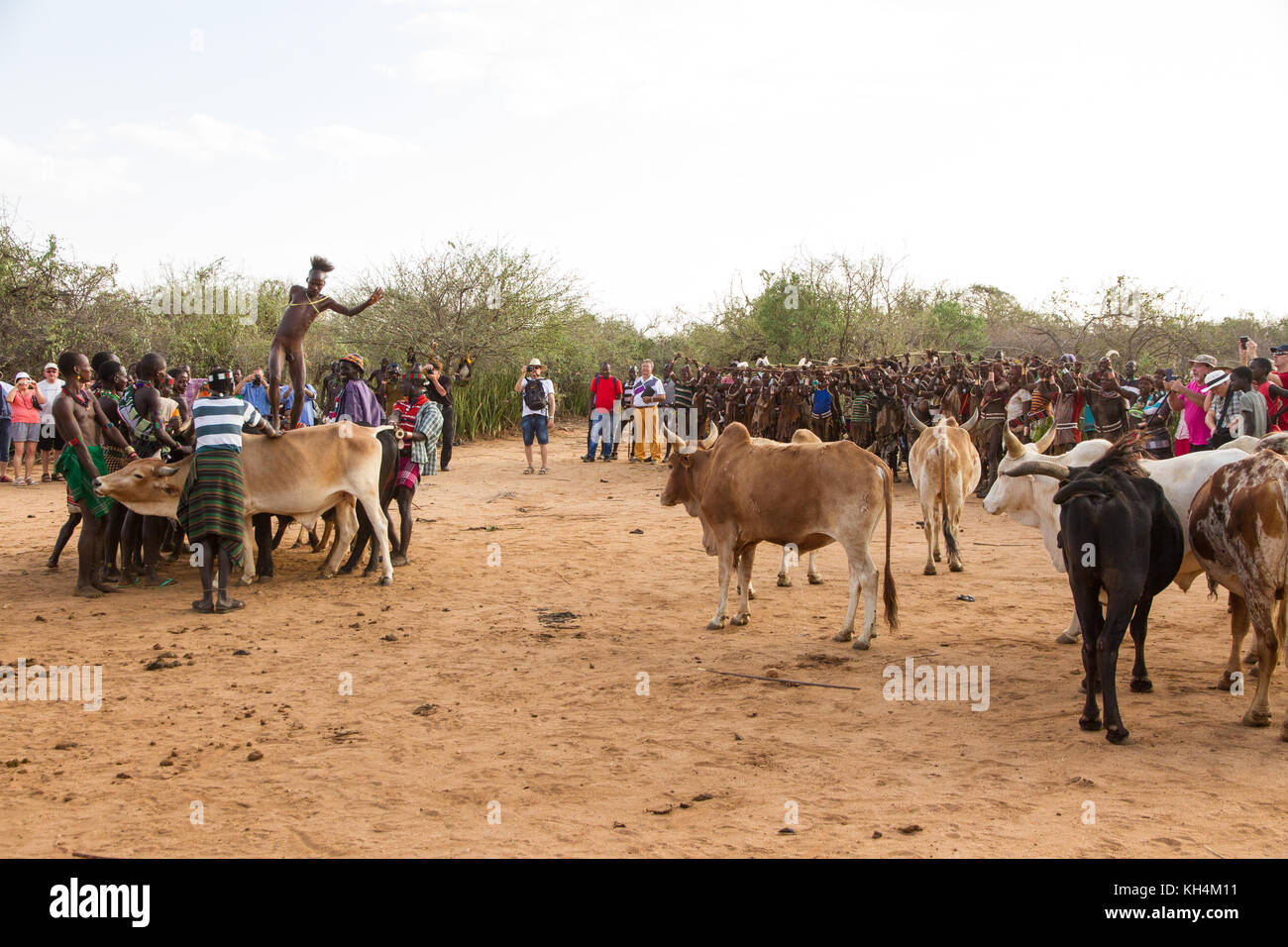 Bull jumping ceremony hi-res stock photography and images - Alamy