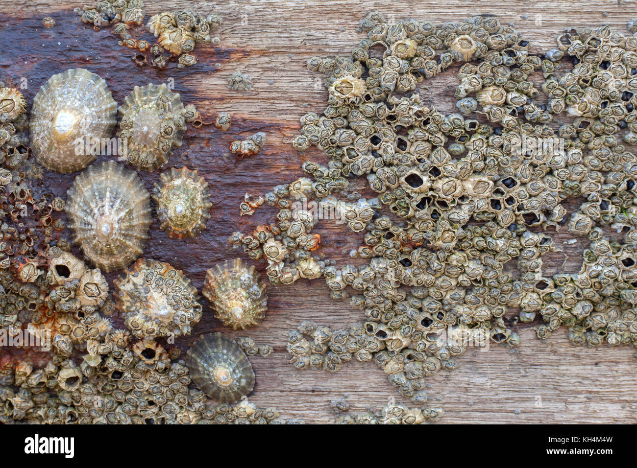 Barnacles & Limpets on an old wooden groyne Stock Photo - Alamy
