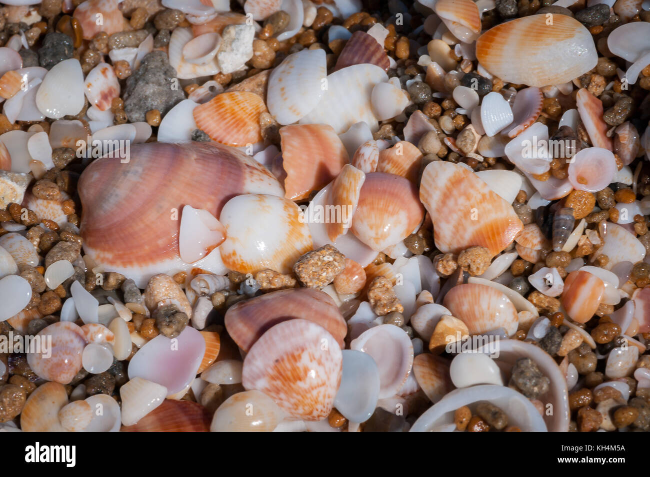 Shells on the beach Stock Photo - Alamy