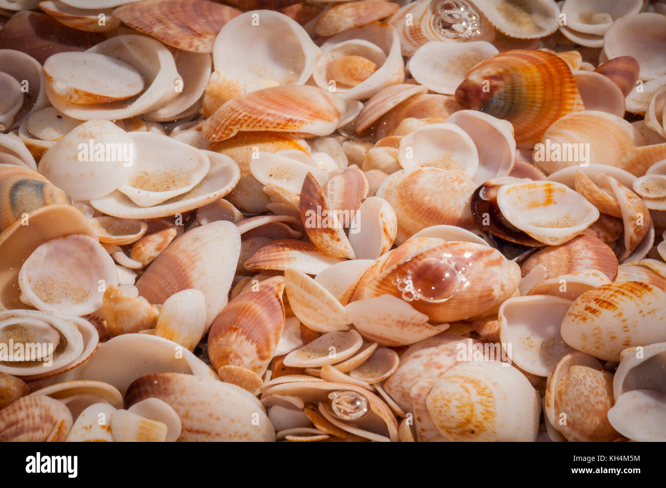 Wet shells hi-res stock photography and images - Alamy