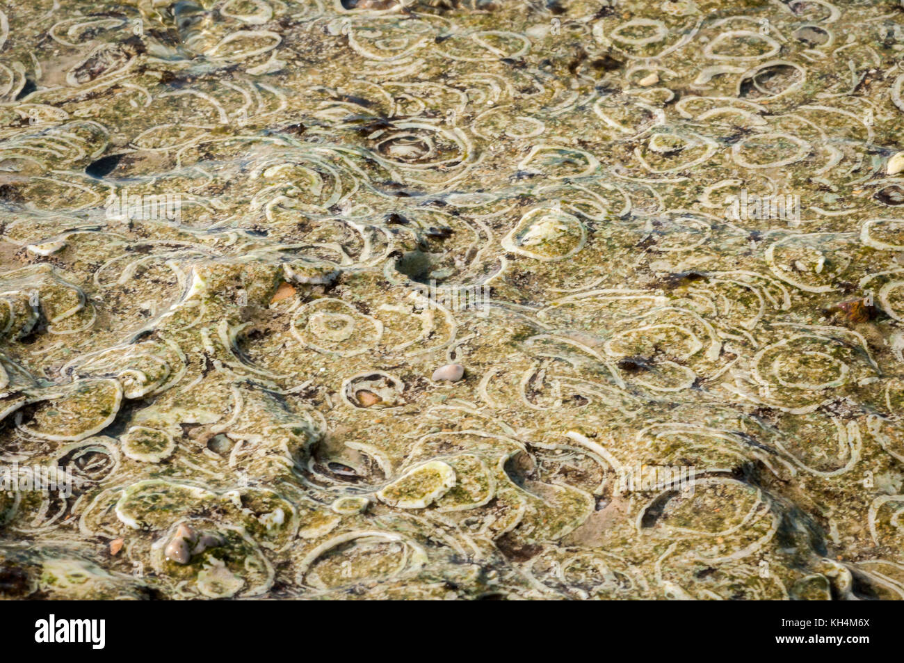 close up of a large rock made of shells on the sea waterfront Stock ...
