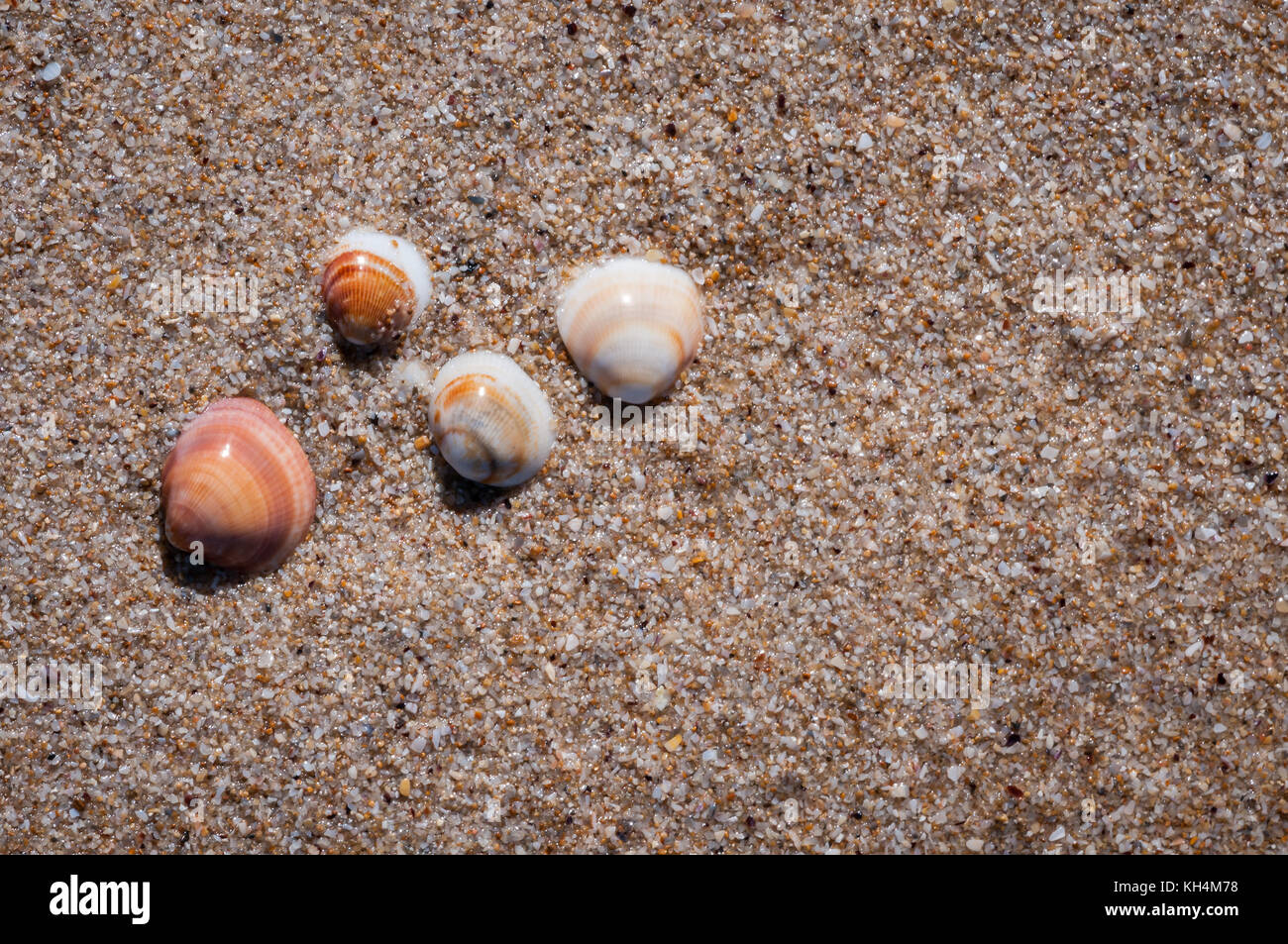 Shells on the beach Stock Photo - Alamy