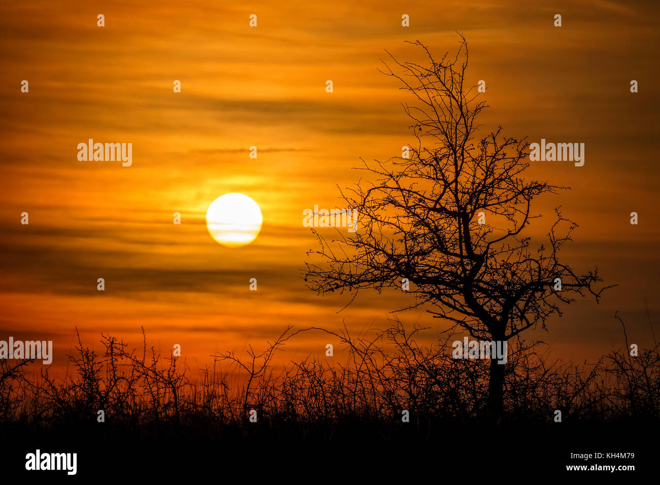 Beautiful sunset landscape with tree Stock Photo - Alamy