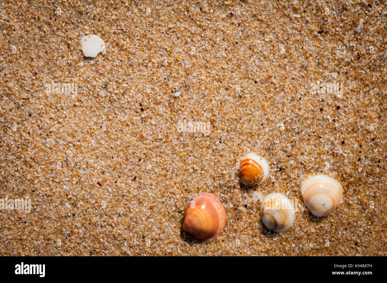 Shells on the beach Stock Photo - Alamy