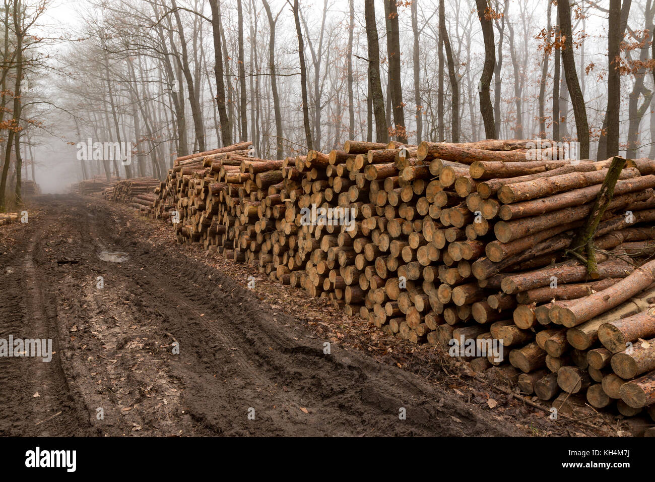 Big pile of wood in the forest Stock Photo - Alamy
