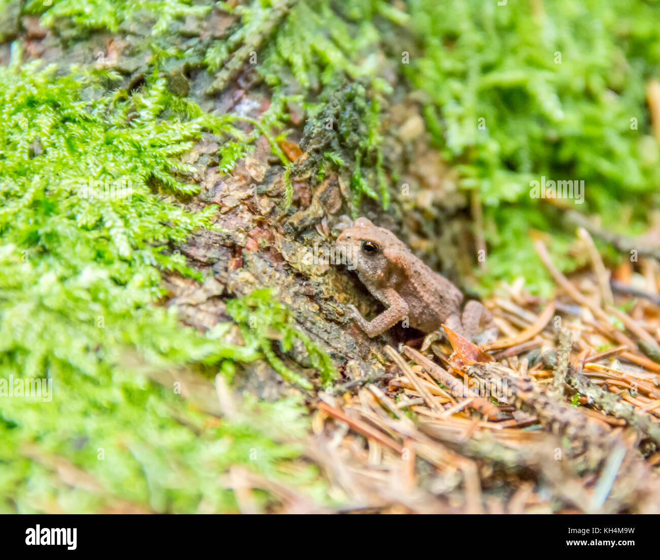 Climbing toad hi-res stock photography and images - Alamy
