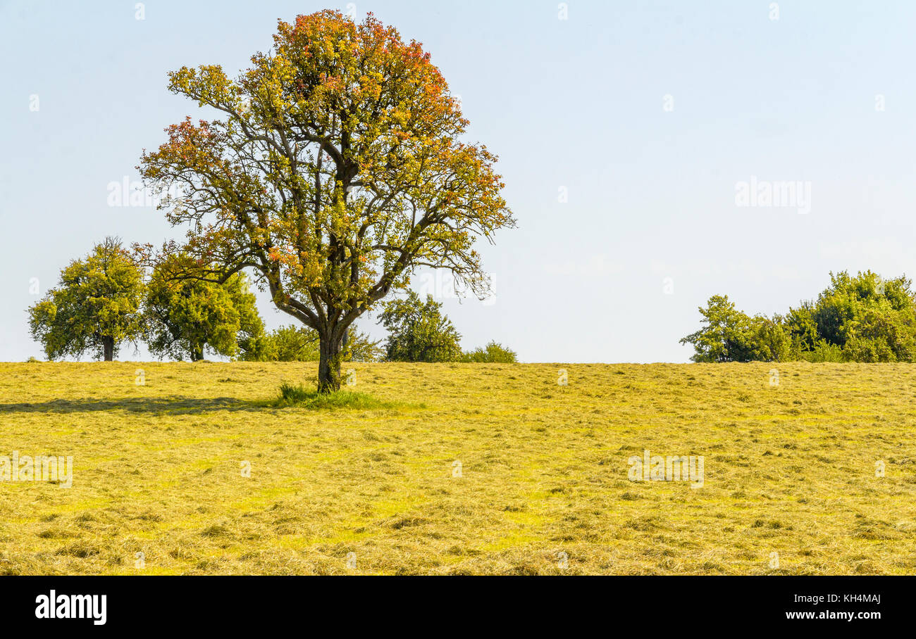 rural agricultural scenery in Hohenlohe, a area in Southern Germany ...
