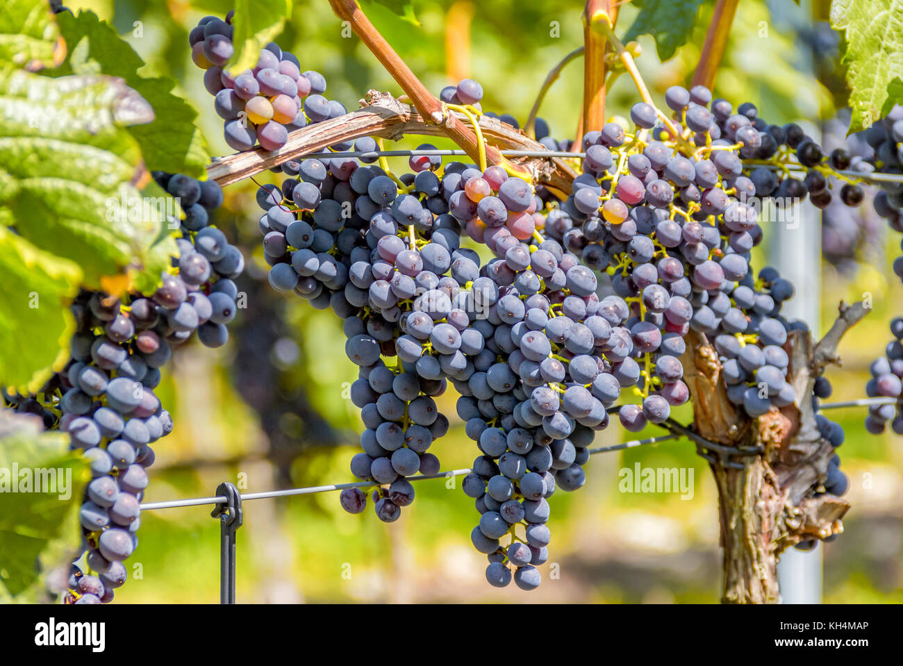 detail of blue grapes in a sunny illuminated vineyard Stock Photo - Alamy