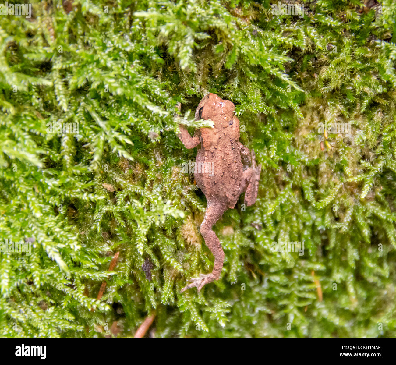 Small toad hi-res stock photography and images - Alamy