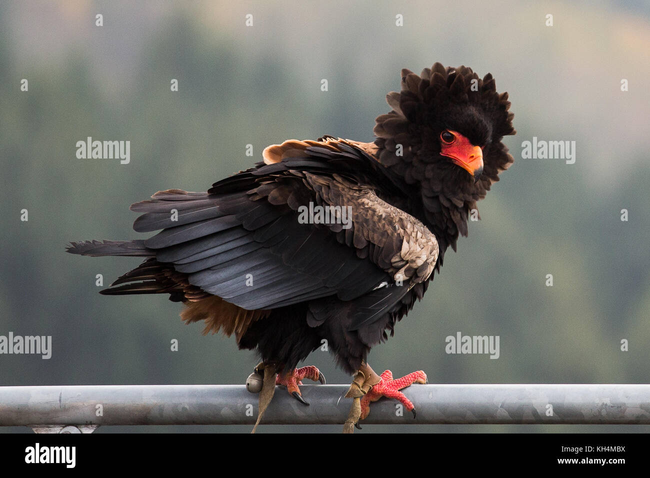 Bateleur eagle flying hi-res stock photography and images - Alamy