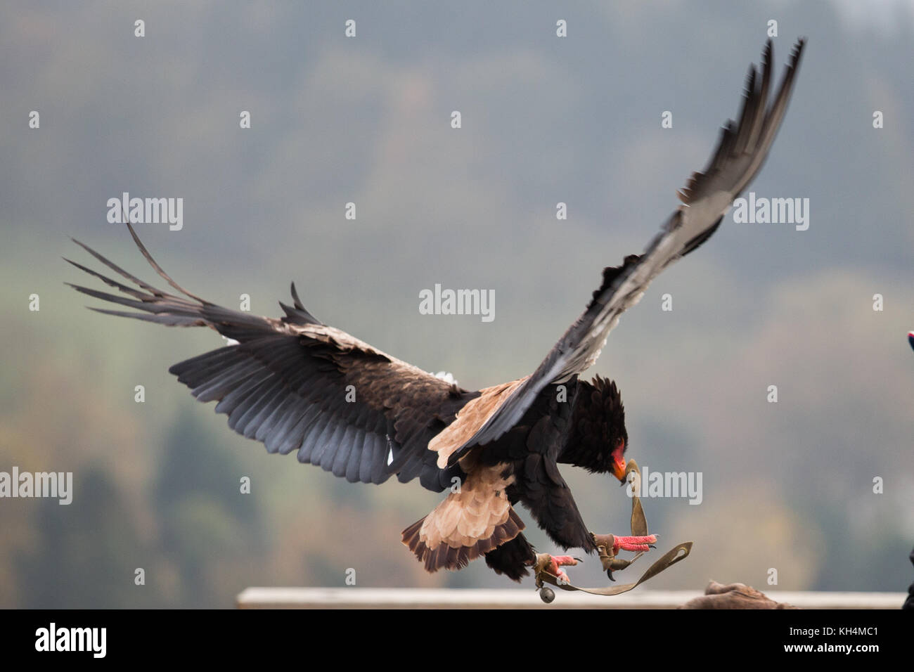 Bateleur eagle flying hi-res stock photography and images - Alamy