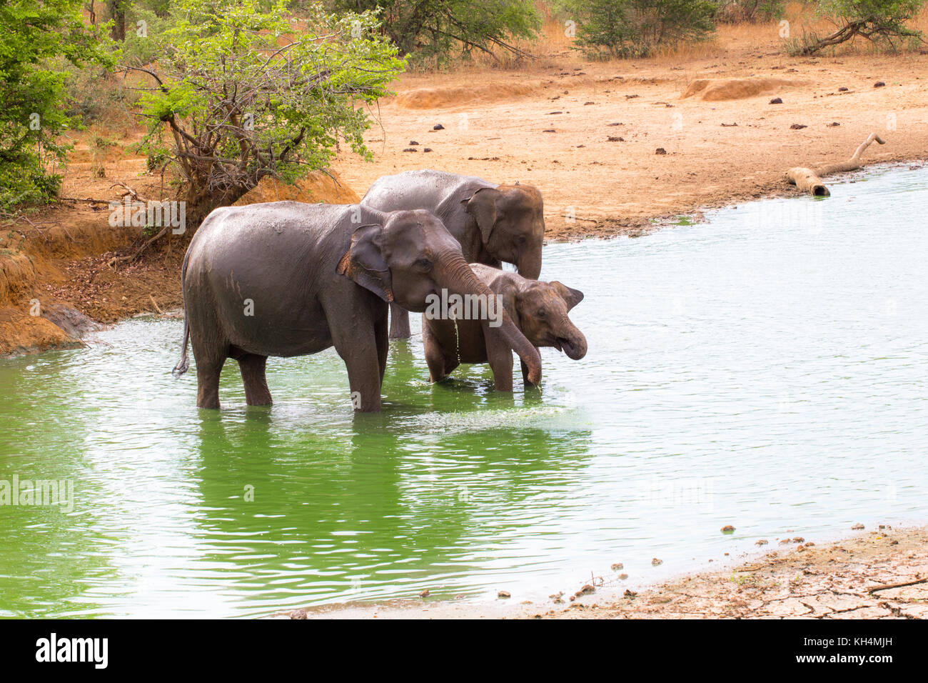 Tuskless elephants hi-res stock photography and images - Alamy
