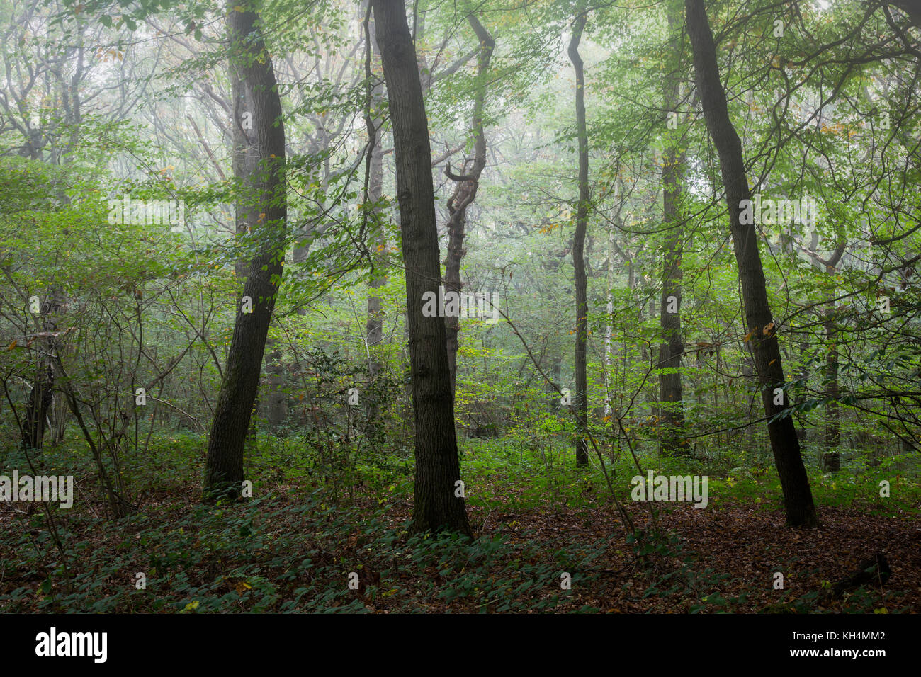 Blean woods hi-res stock photography and images - Alamy