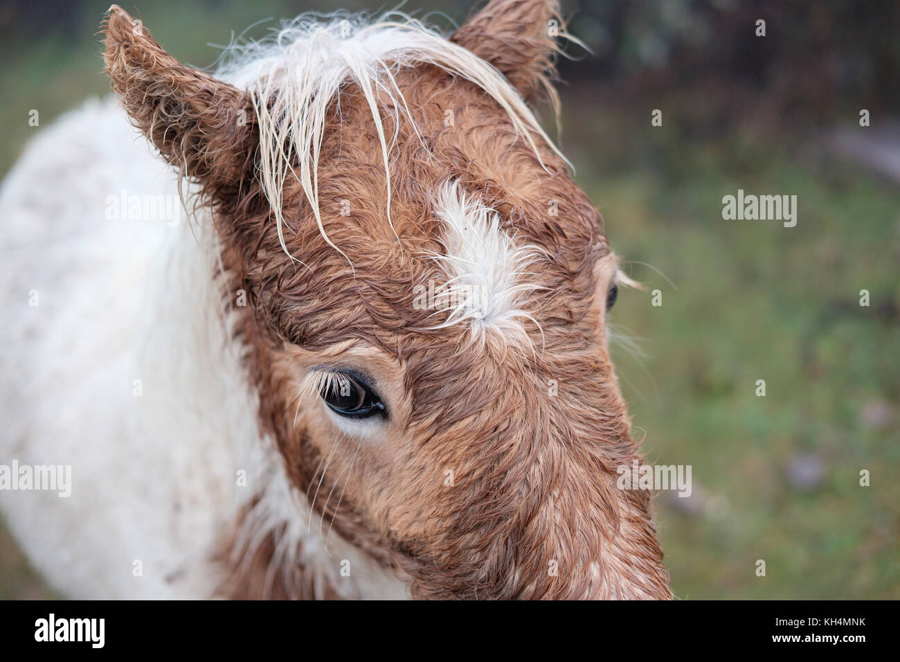 Friendly wild Pony says hello on rainy day Stock Photo - Alamy
