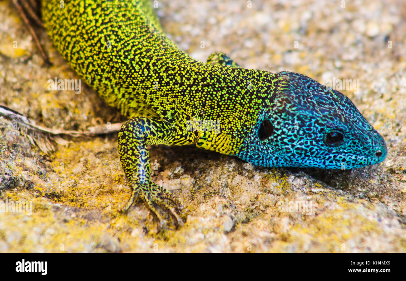Yellow and black lizard hi-res stock photography and images - Alamy