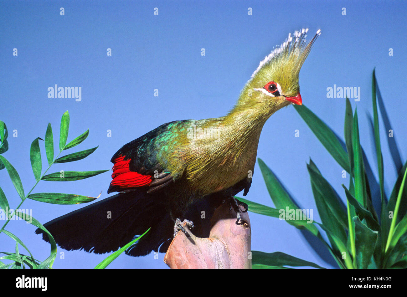 Livingston's Turaco (Tauraco livingstonii) French: Touraco de ...