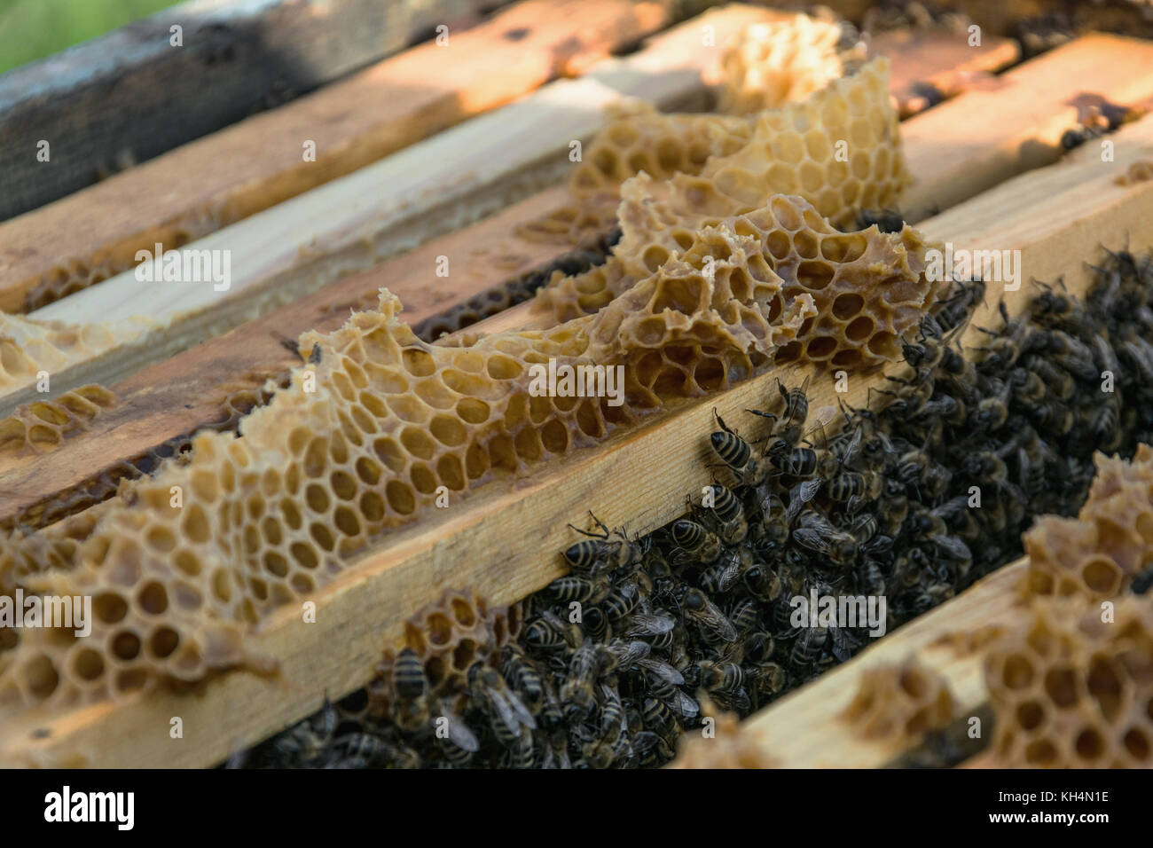 Beehive makes the honey Stock Photo - Alamy