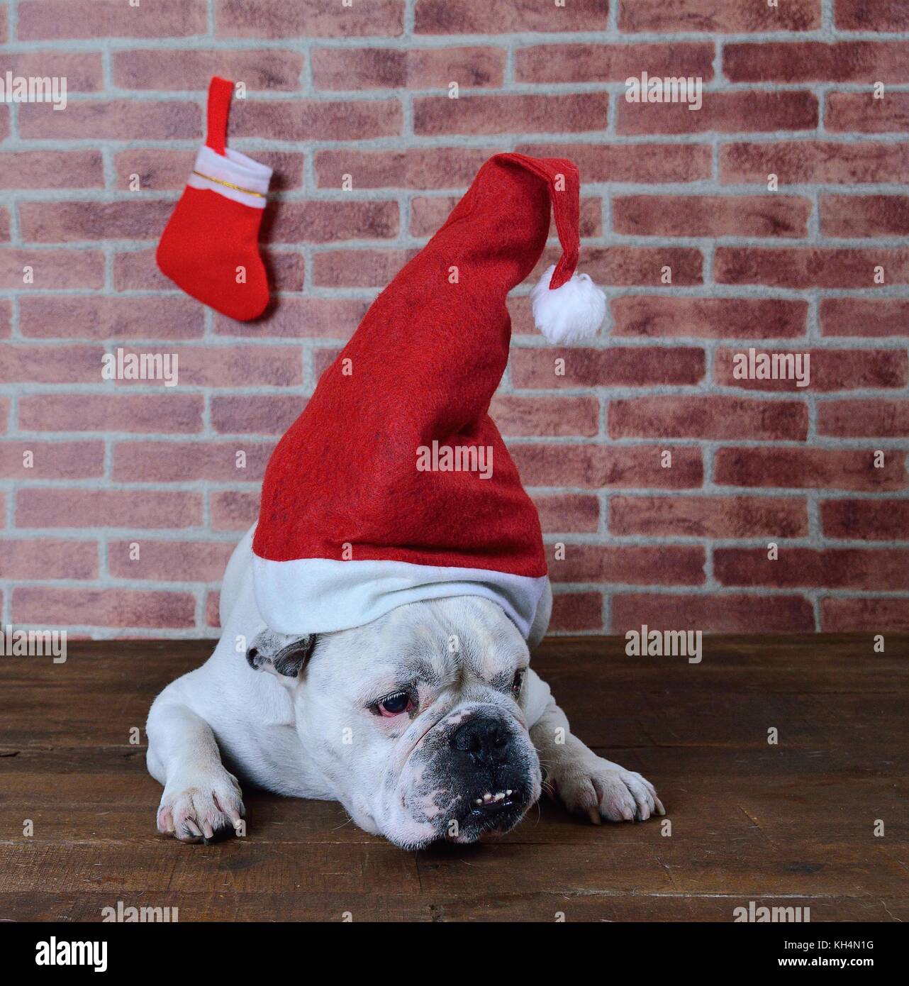 Portrait of French bulldog angry that hates Christmas Stock Photo - Alamy