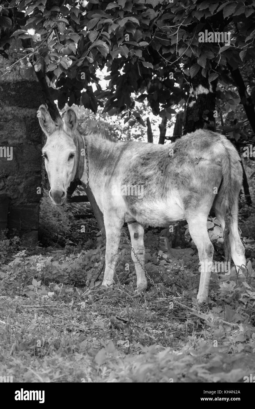Donkey in black and white Stock Photo - Alamy