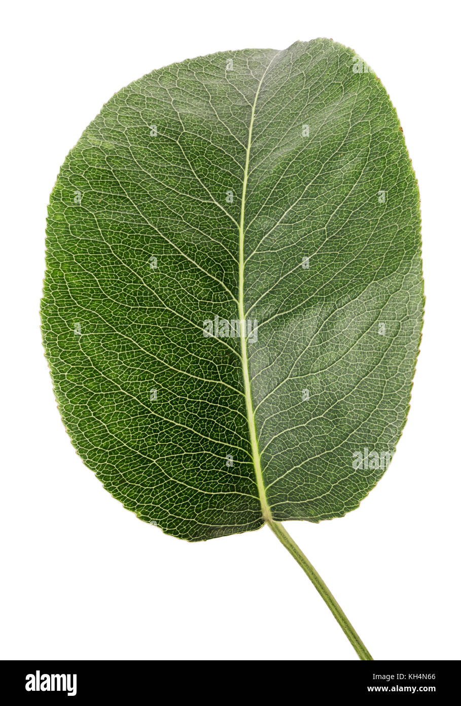 Pear tree leaf isolated on white background. Clipping Path Stock Photo ...