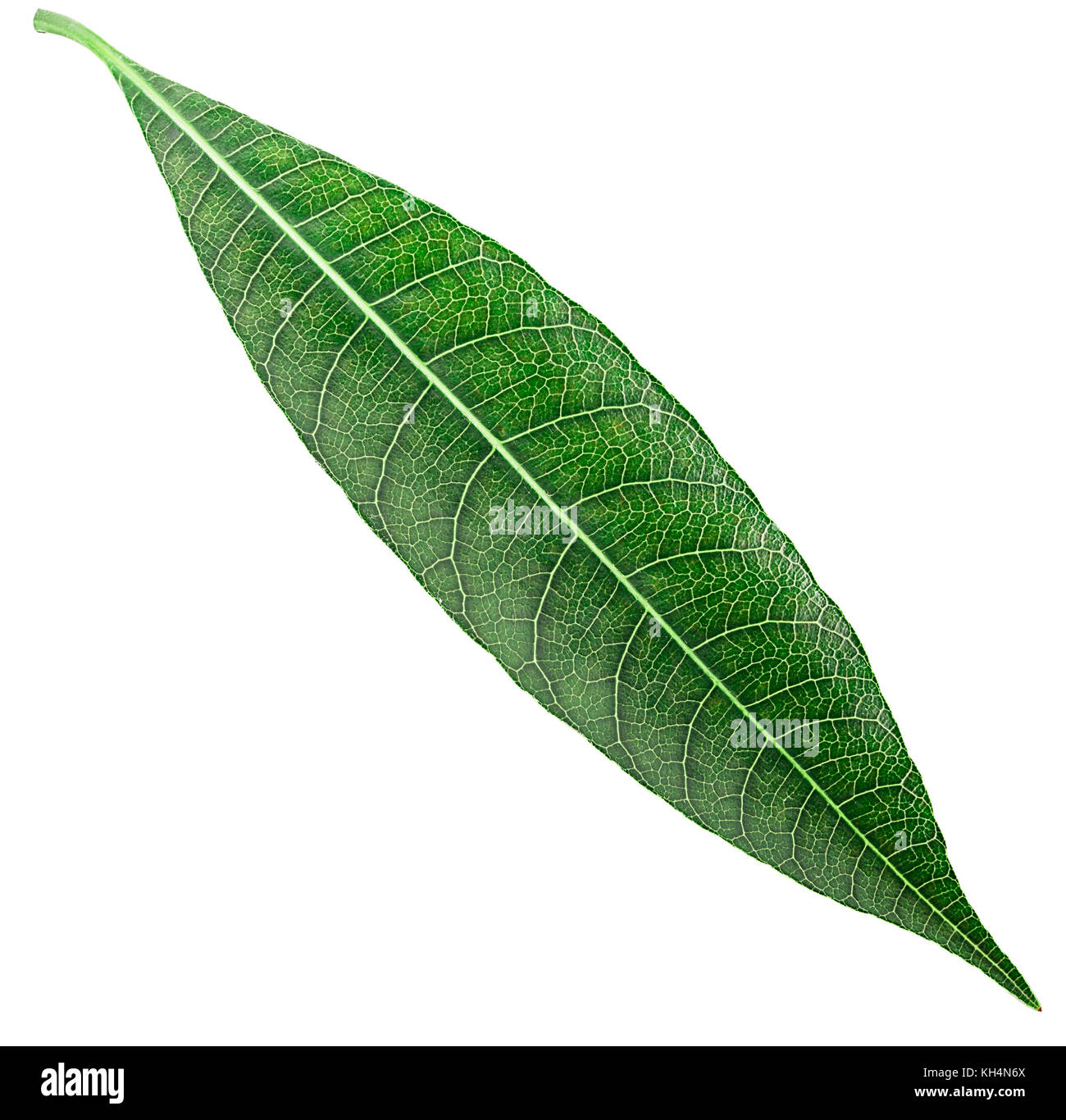 Young mango on mango tree hi-res stock photography and images - Alamy