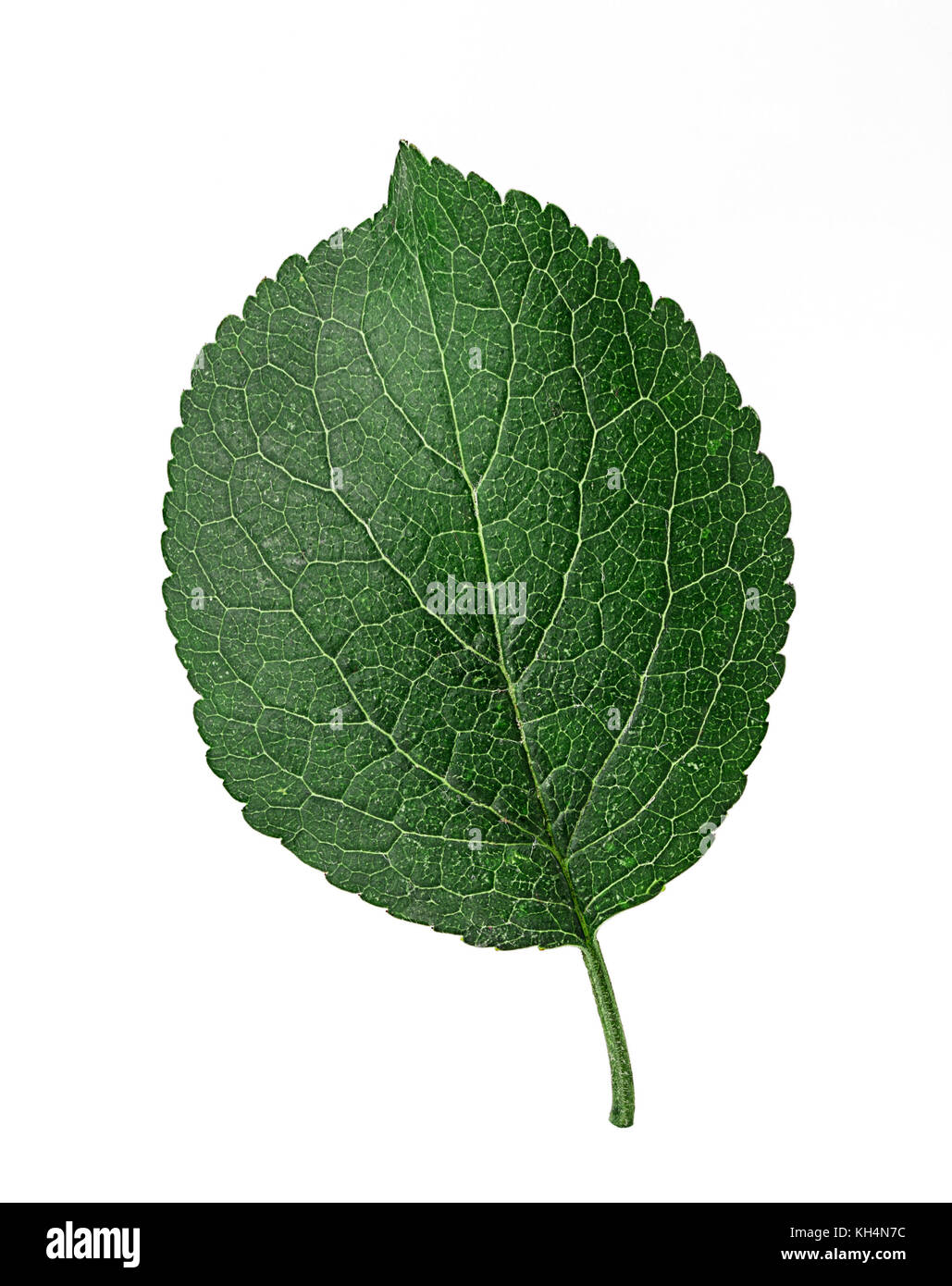 Plum leaves hi-res stock photography and images - Alamy