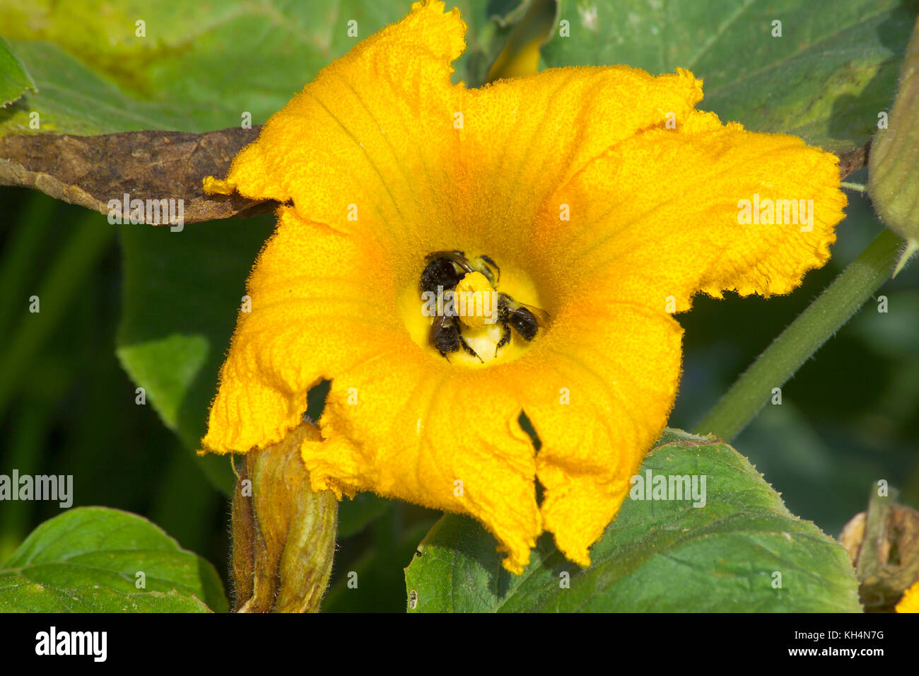 Bee pollinating pumpkin flower hi-res stock photography and images - Alamy