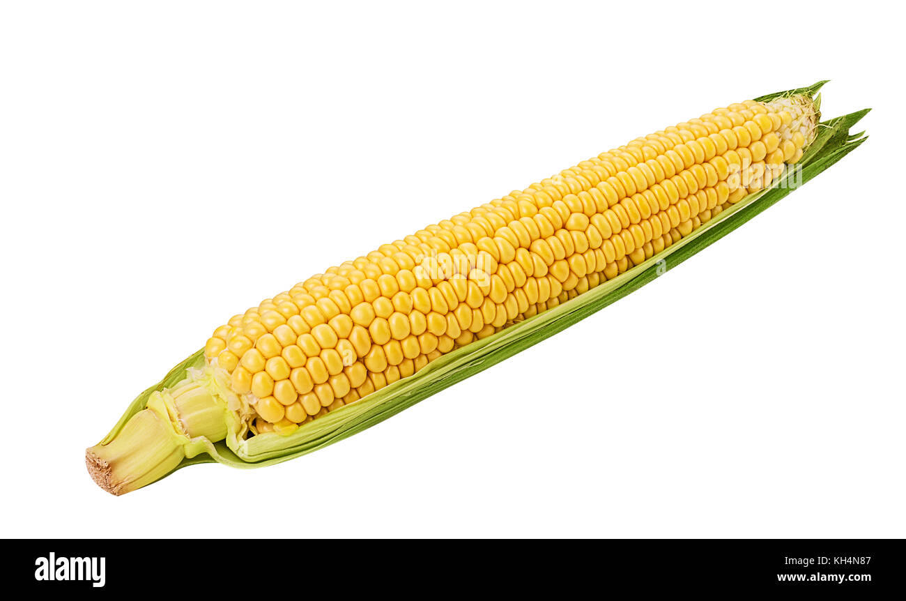 Ear of corn isolated on a white background. Fresh corncob. Clipping ...