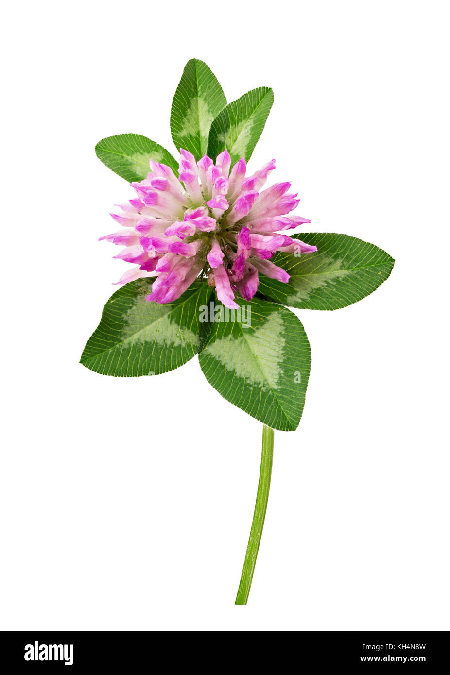 Fresh clover flower isolated on white background. Clipping Path Stock ...