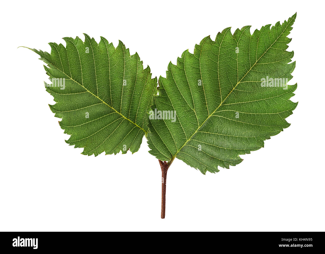 The leaf of hazelnut isolated on white background. Clipping Path. Full ...