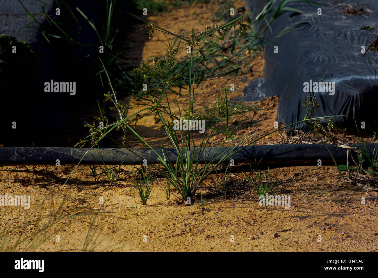 WEED GROWING ON EDGE OF PUMPKIN FIELD Stock Photo - Alamy