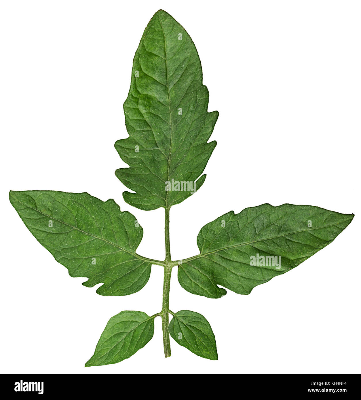 Green tomato leaf isolated on white background. Clipping Path. Full ...