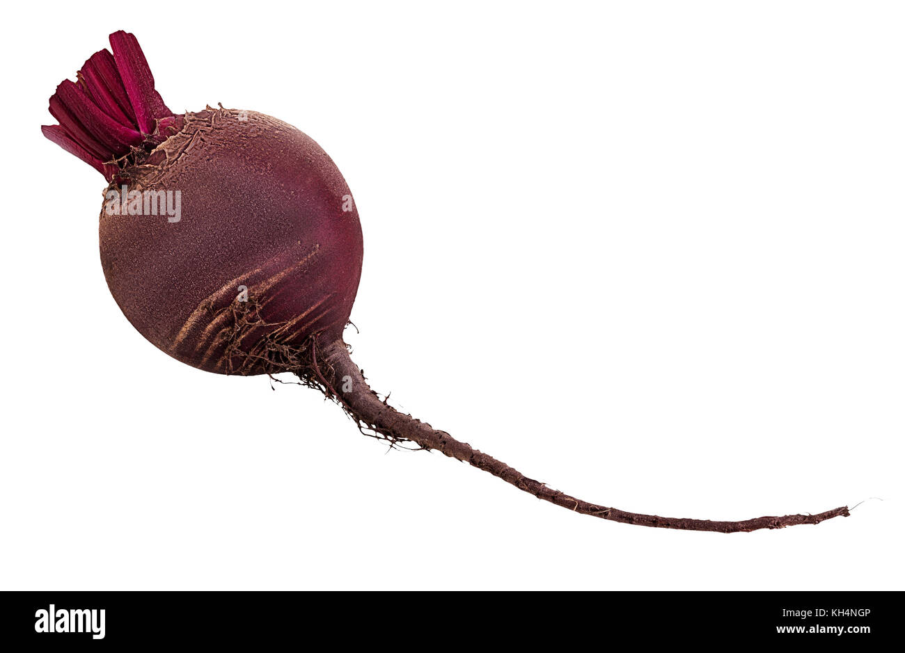 Fresh red beet root isolated on white background. Clipping Path. Full ...