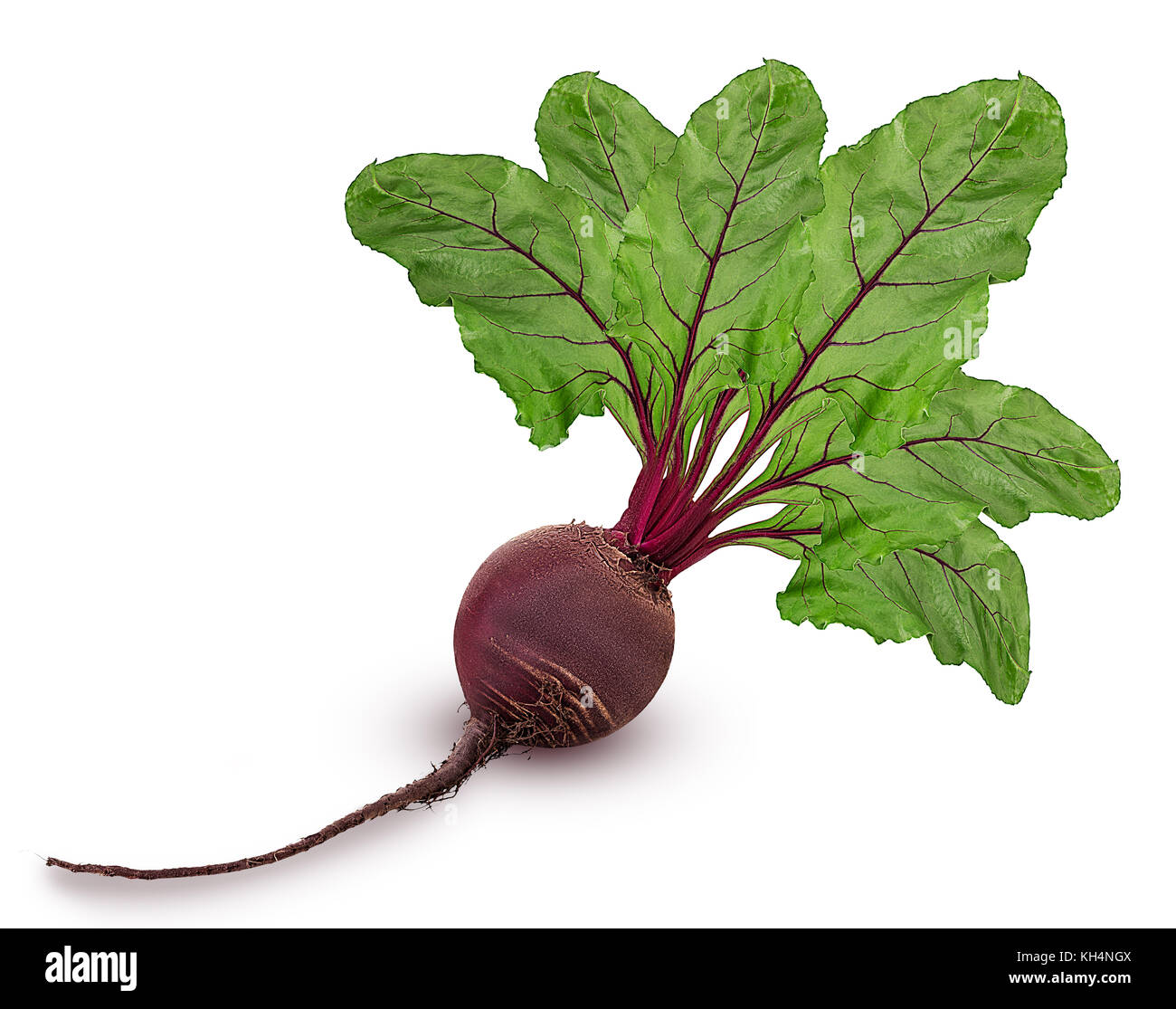 Fresh red beet root with leaf isolated on white background. Clipping ...