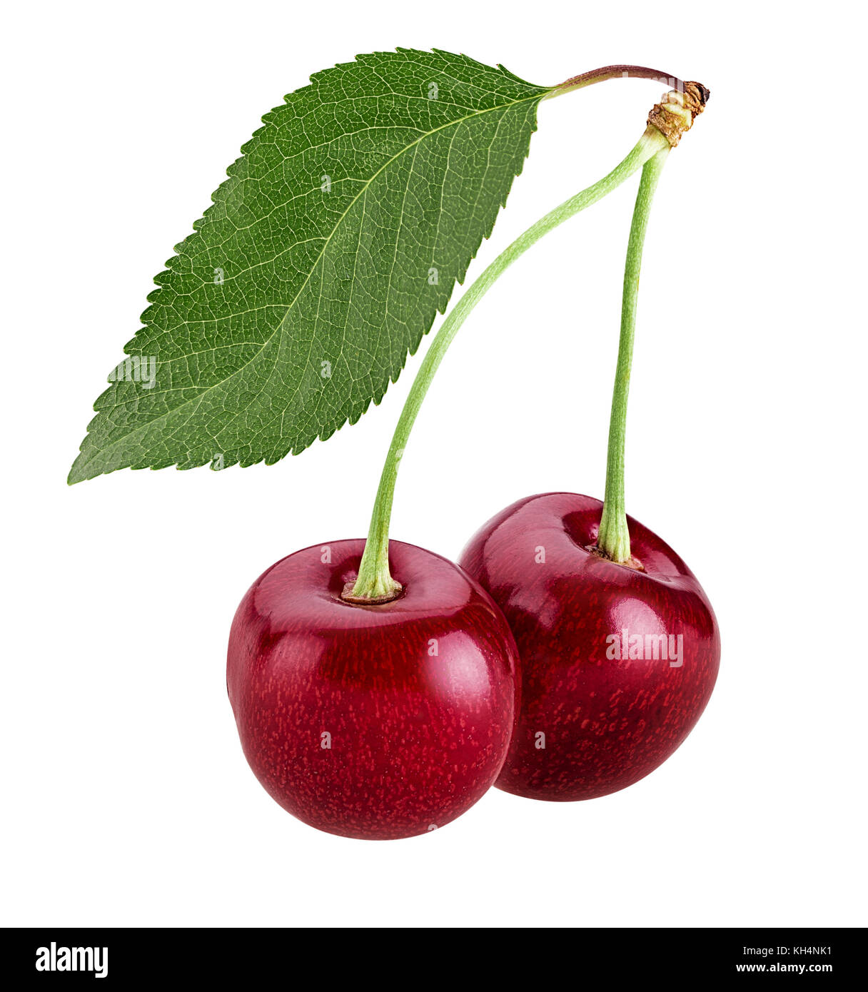 Sweet cherry berry, two on a branch with leaf isolated on white ...