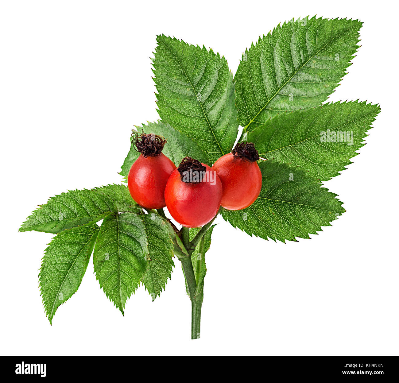 Rosehip berries with leaf isolated on white background. Clipping Path ...