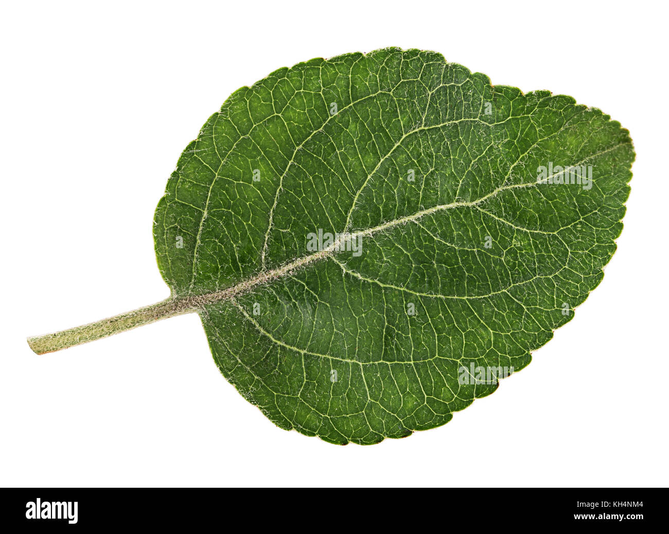 Apple tree leaf isolated on white background. Clipping Path Stock Photo ...