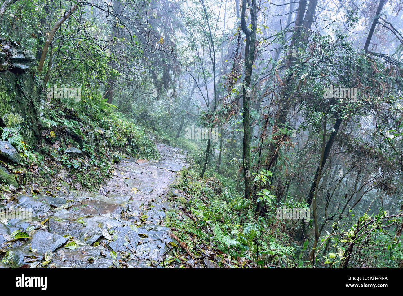 Wet stone path in Zhangjiajie Forest Park at foggy rainy day time ...
