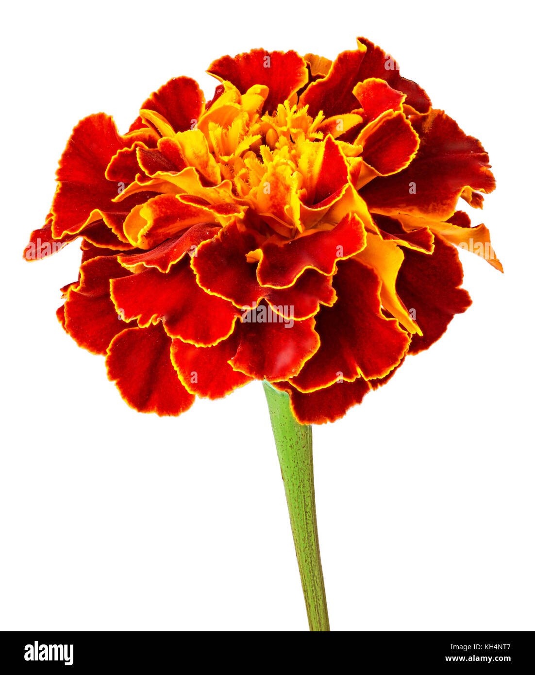 Marigold flower isolated on white background. Clipping Path. Full depth ...