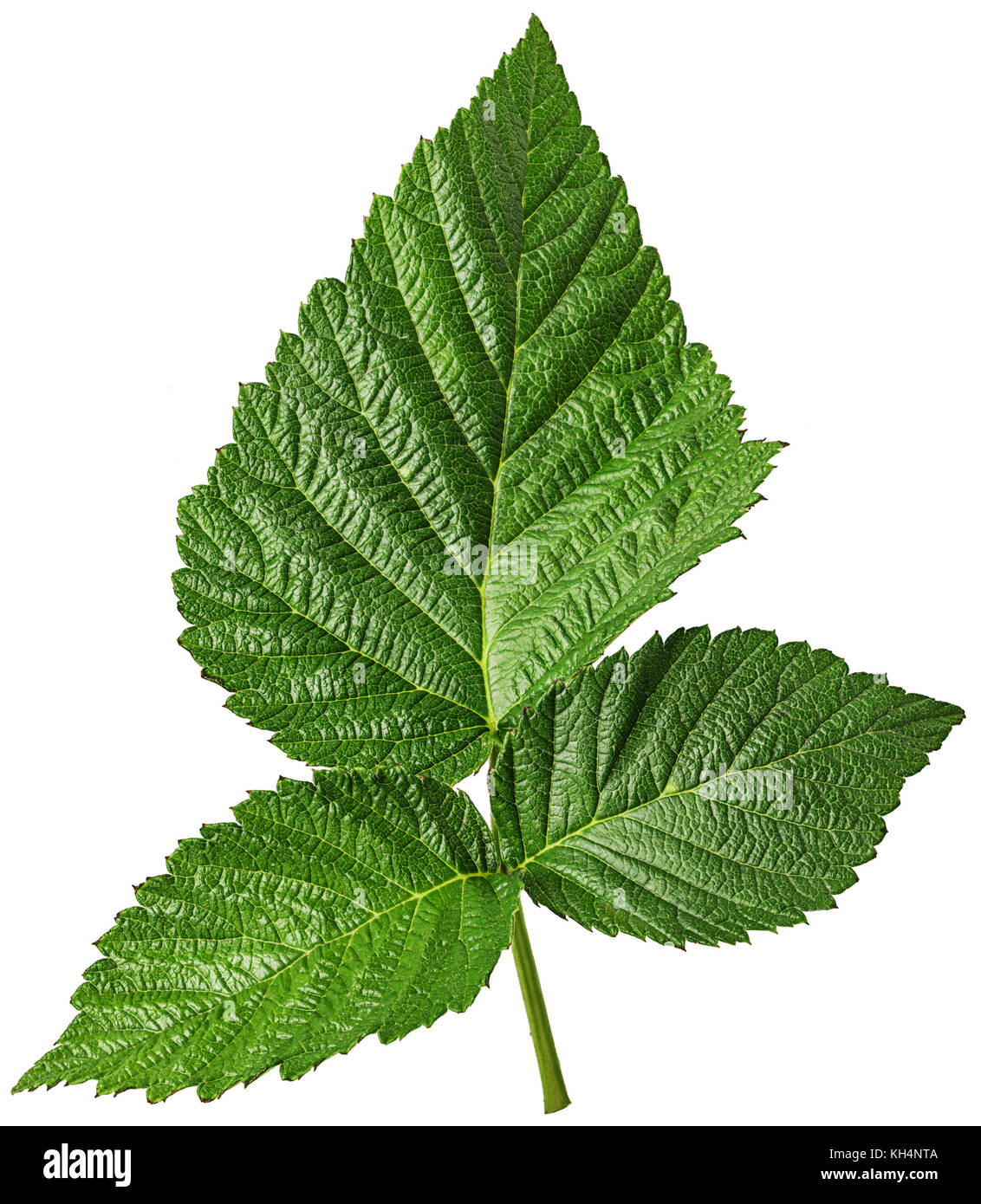Green raspberry leaf isolated on white background. Clipping Path. Full ...