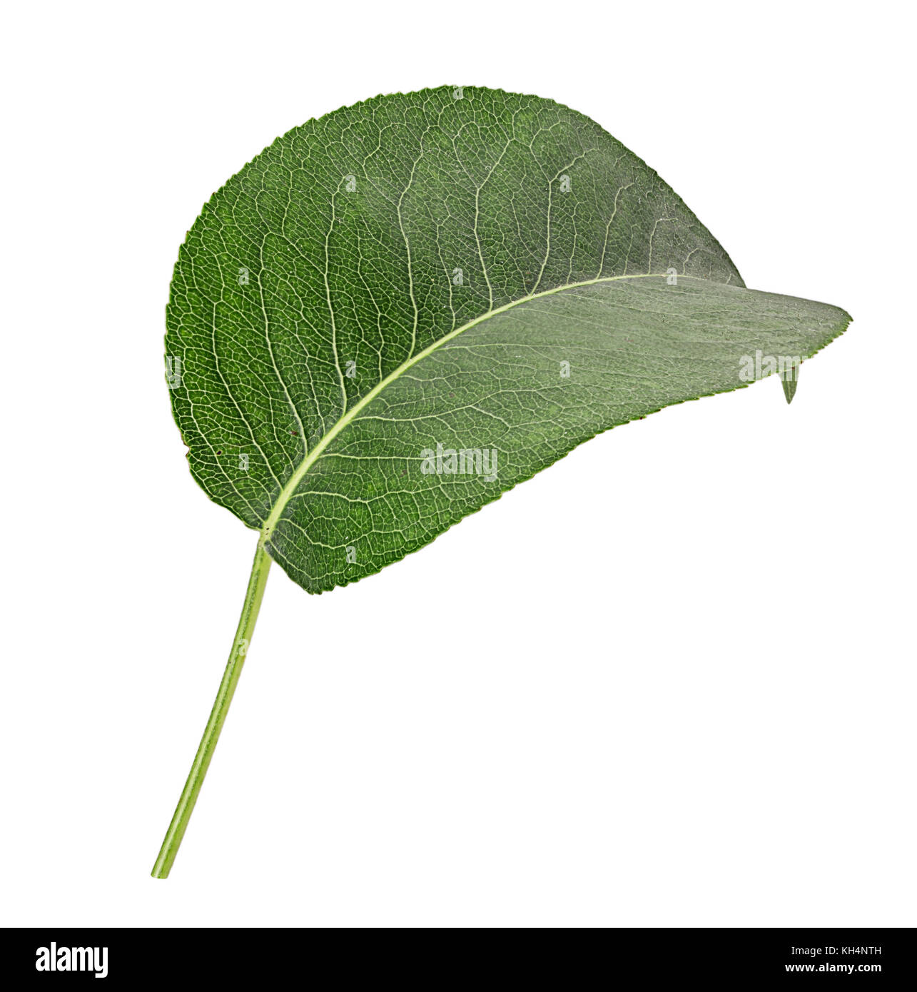 Pear tree leaf isolated on white background. Clipping Path. Full depth ...