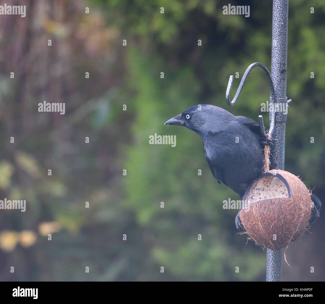 Coconut bird feeder hi-res stock photography and images - Alamy