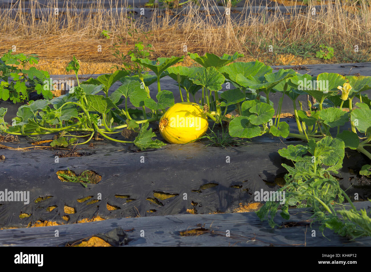 YELLOW PUMPKIN GROWING ON VINE IN FIELD Stock Photo - Alamy