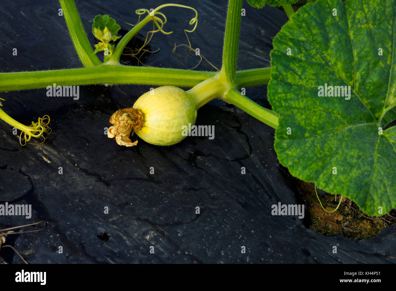 Pumpkin Growing On Vine Stock Photos & Pumpkin Growing On Vine Stock ...