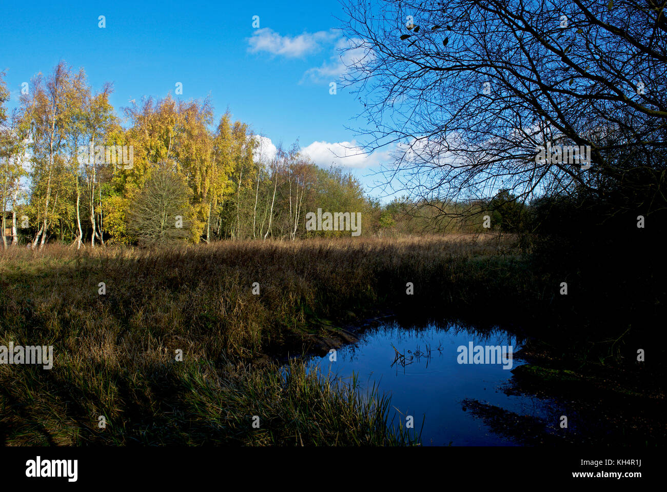 Fairburn Ings, an RSPB nature reserve, West Yorkshire, England UK Stock ...